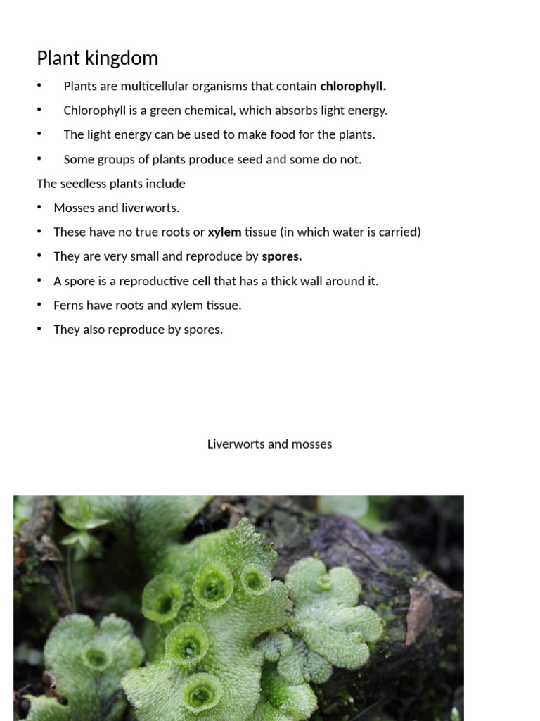 Overview of Plant and Fungi Kingdoms | PDF | Plants | Fungus