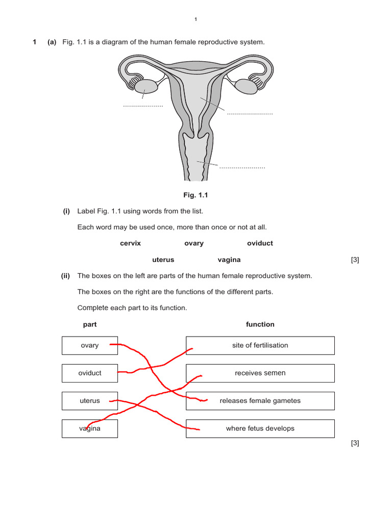 Science Revision Y8 | PDF | Chemical Compounds | Chemical Bond