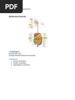 Anatomy of Appendix and Colon Explained | PDF | Large Intestine | Anatomy