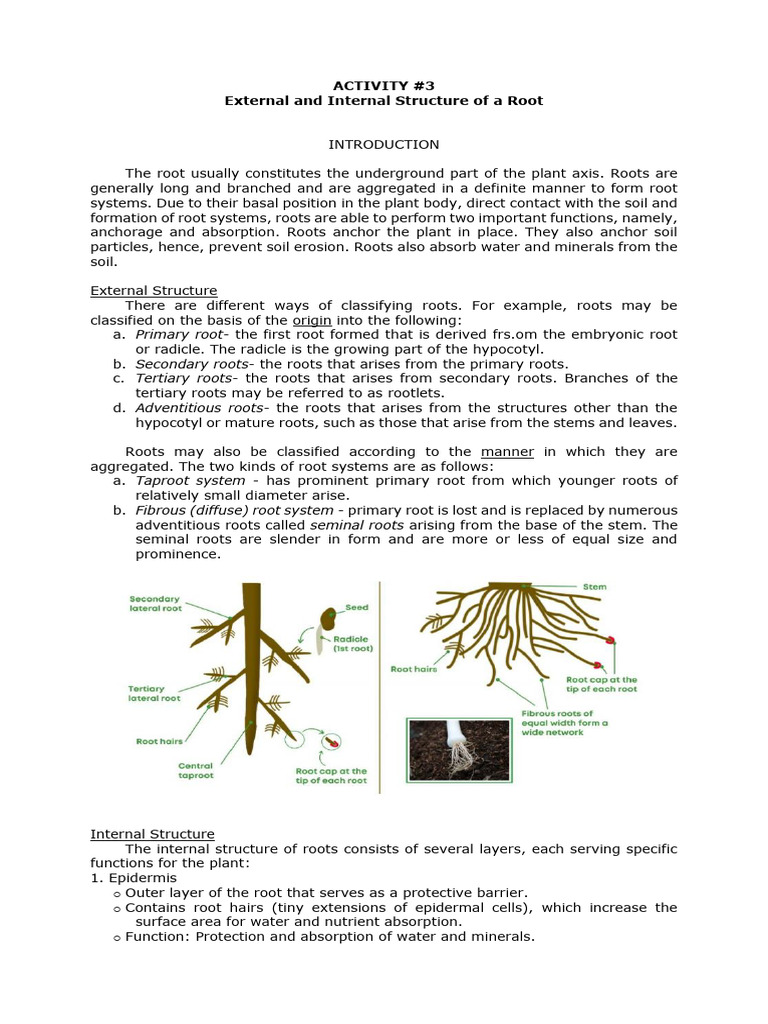 Root Structure: Monocots vs. Dicots | PDF | Root | Tissue (Biology)