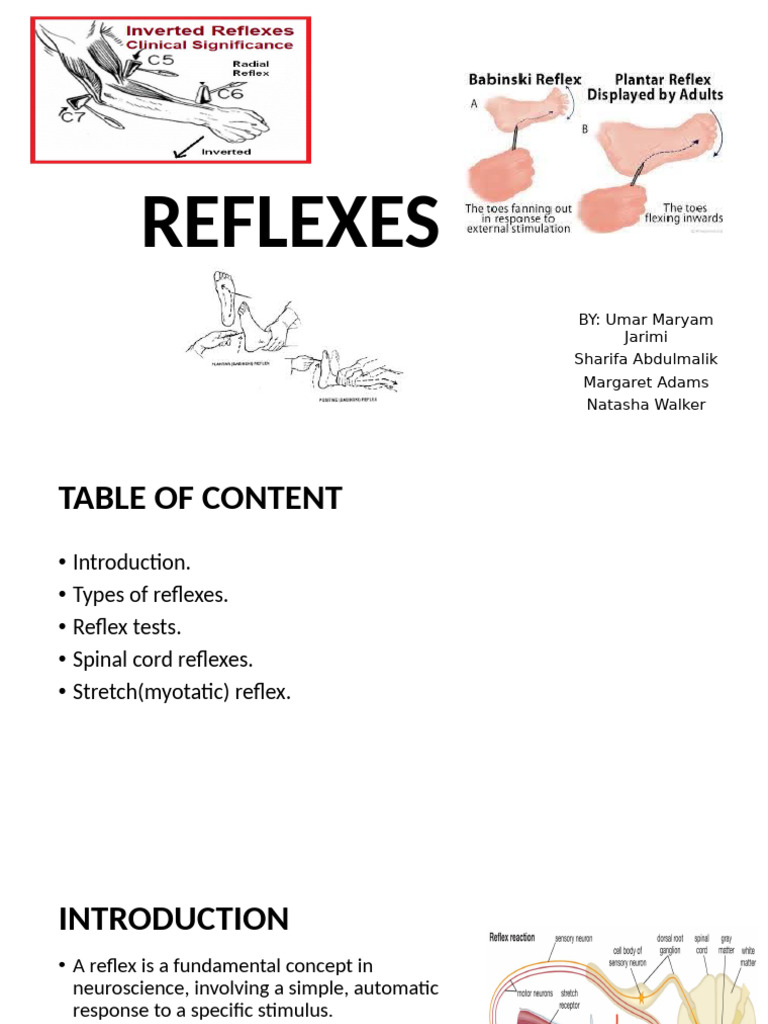 REFLEXES | PDF