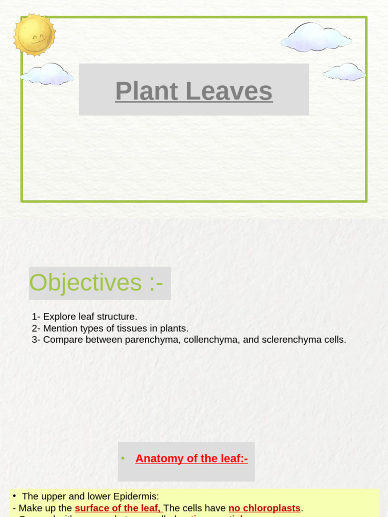 Lesson 6.2 (Leaf of The Plant) | PDF | Leaf | Chloroplast