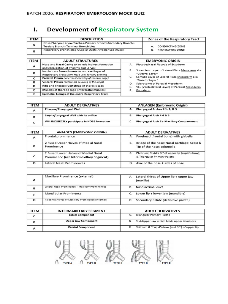 Respiratory Embryology Mock Quiz 2026 | PDF | Respiratory Tract | Lung