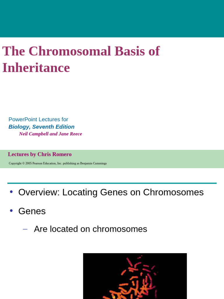 Module III - 3 - Chromosomal - Basis - of - Inheritance | PDF | Meiosis | Genetic Linkage