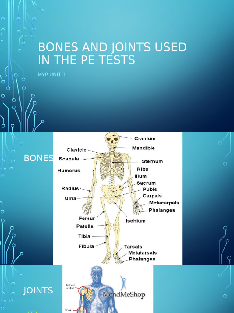 Bones and Joints Used in The Pe Tests | PDF