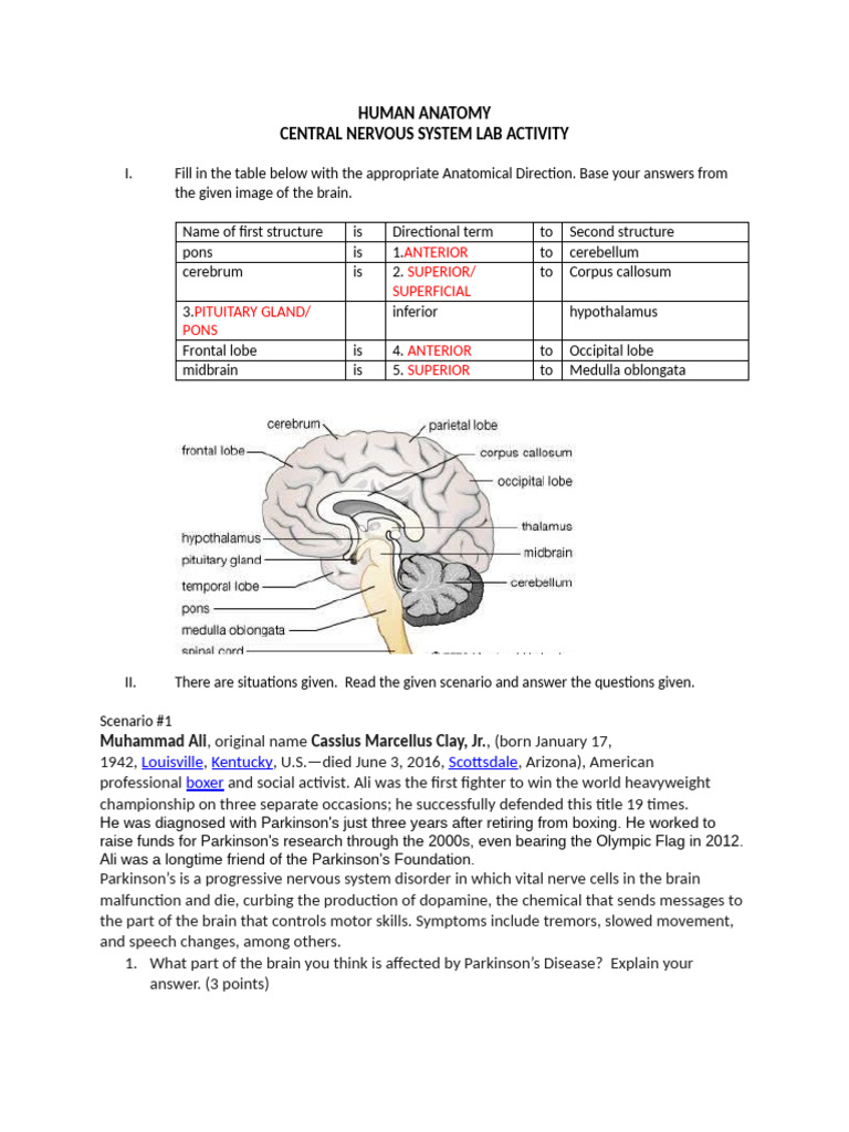 Human Anatomy: CNS Lab Activity Guide | PDF | Hippocampus | Neuroscience