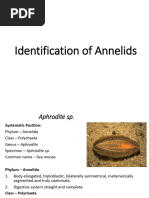 Overview of Priapulida (Penis Worms) | PDF