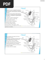 Insect Body Segmentation Guide | PDF | Insects | Arthropodology