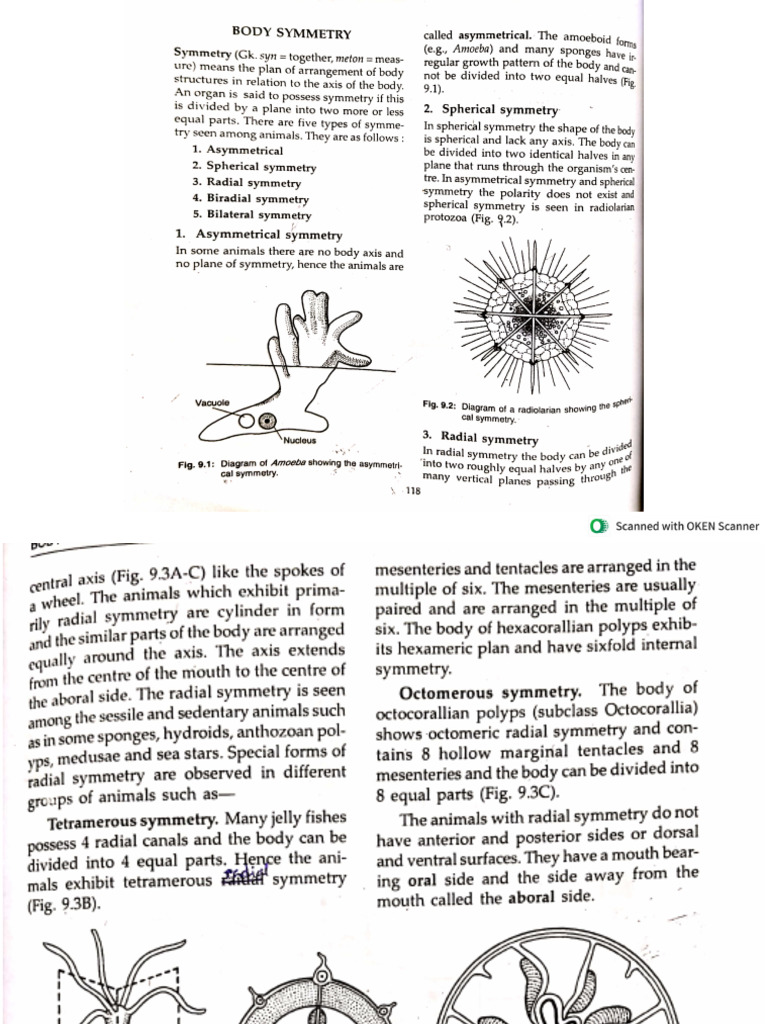 Body Symmetry | PDF