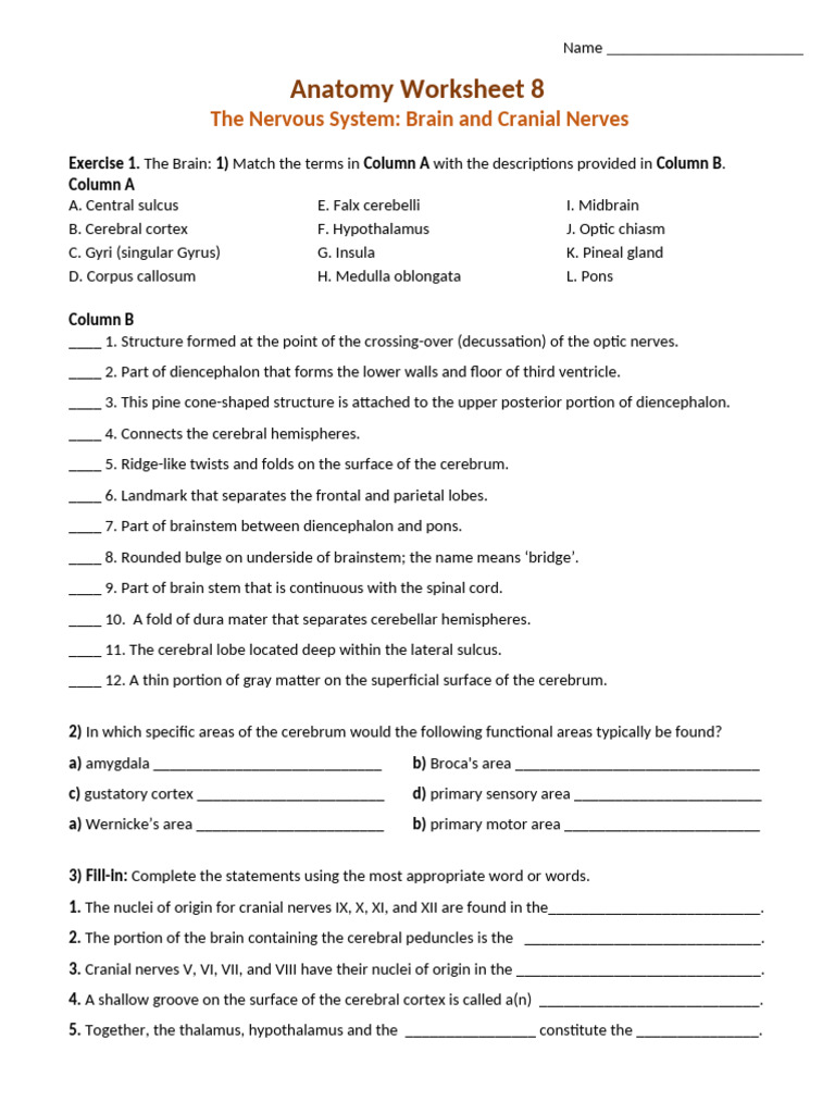 Anat Wkst 8 Brain & Cranial Nerves | PDF | Cerebrum | Brainstem