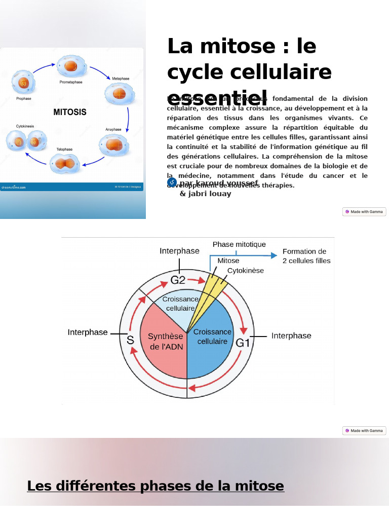 La Mitose Le Cycle Cellulaire Essentiel Pdf Mitose Cellule Biologie