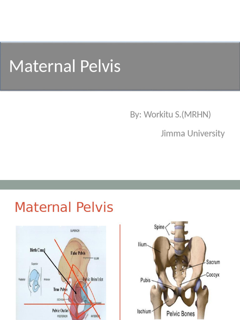 Maternal Pelvis | PDF | Pelvis | Musculoskeletal System