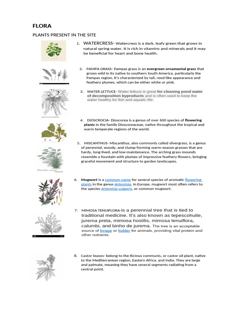 FLORA and FAUNA | PDF | Plants | Botany