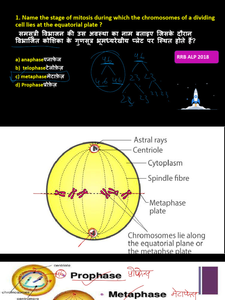 Name The Stage of Mitosis During Which The Chromosomes of A Dividing ...