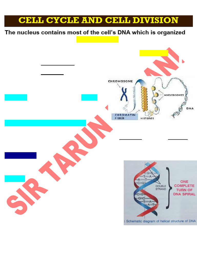 Cell Cycle, Division, and Genetics Explained | PDF | Mitosis ...