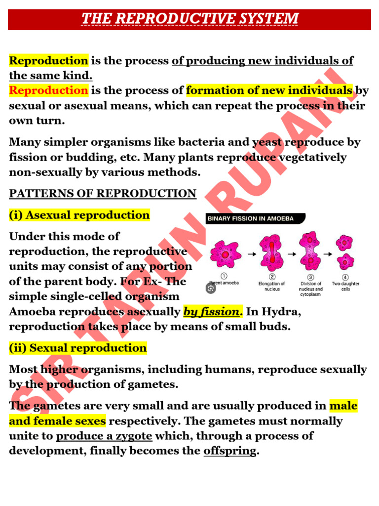 The Reproductive System | PDF | Menstrual Cycle | Testicle