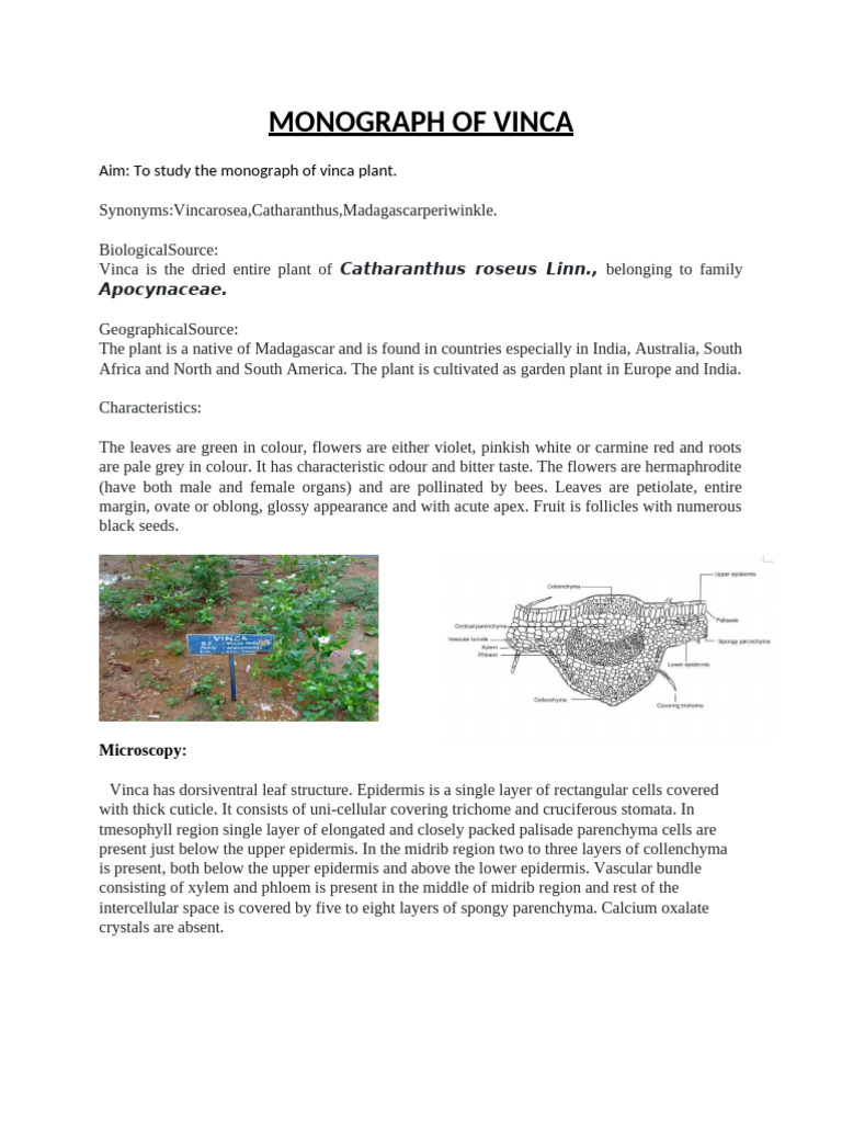 Monograph of Catharanthus Roseus | PDF | Leaf | Plants