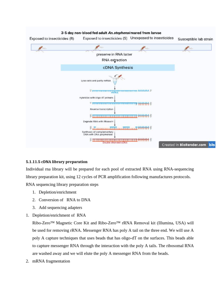 RNA Extraction SOP | PDF | Complementary Dna | Dna Sequencing