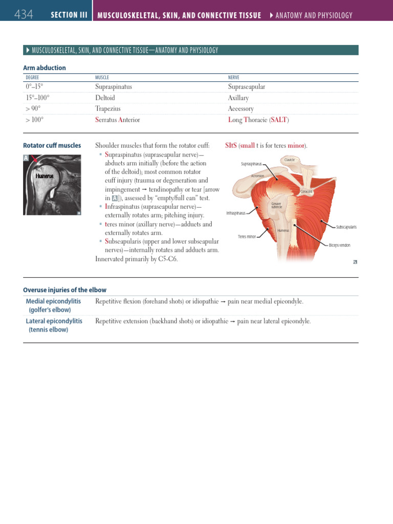 Upper & Lower Limbs - High Yeild (USMLE Step 1) | PDF | Human Leg | Knee