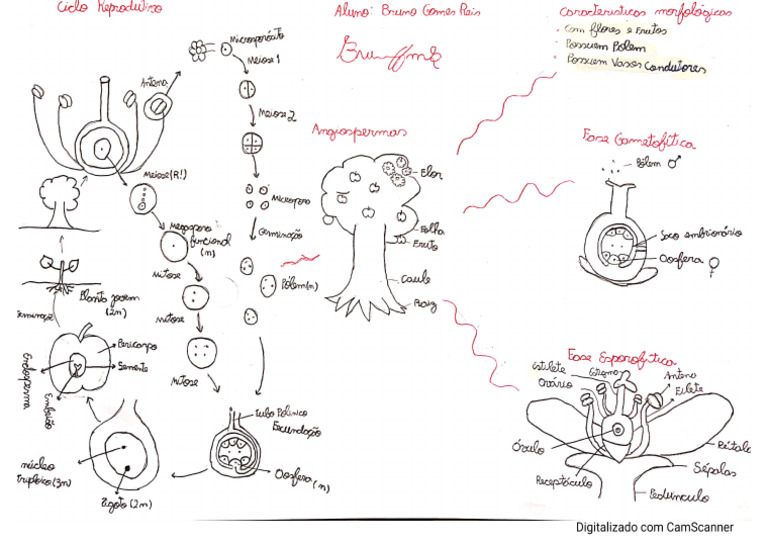 Mapa mental angiospermas | PDF