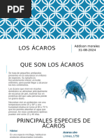 Ácaros del polvo: Dermatophagoides y Euroglyphus | PDF | Alergia