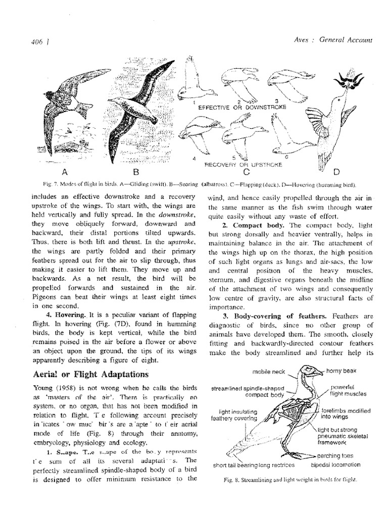 Flight Adaptation | PDF