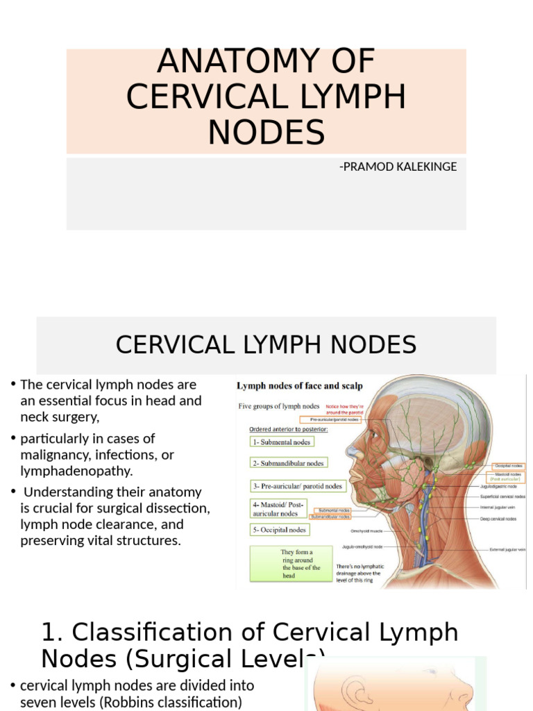 Anatomy of Cervical Lymph Nodes | PDF | Neck | Common Carotid Artery