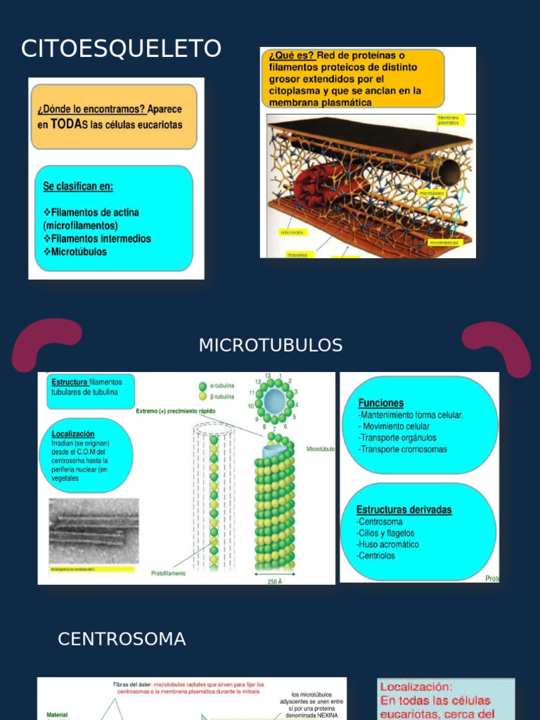 CITOESQUELETO | PDF