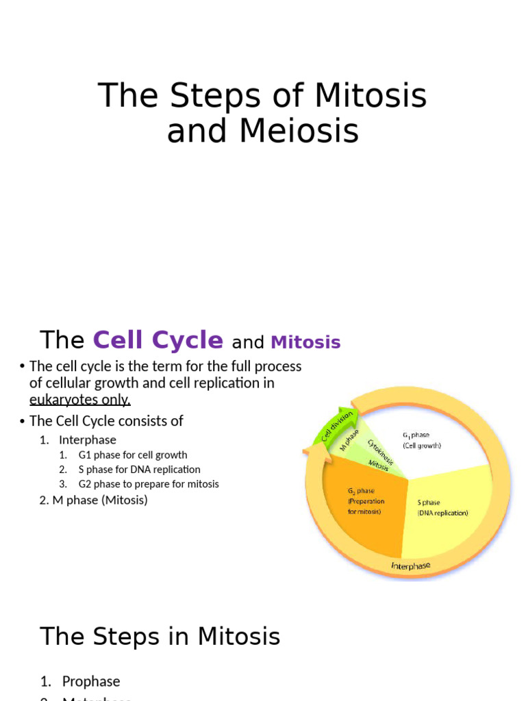 Mitosis and Meiosis Explained | PDF | Meiosis | Mitosis