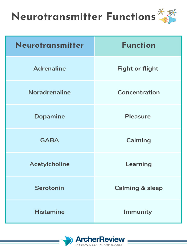 Neurotransmitter Functions Cheat Sheet Cheat Sheet | PDF