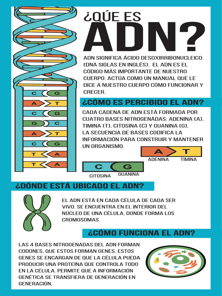 Info Adn | PDF | Rna | Adn