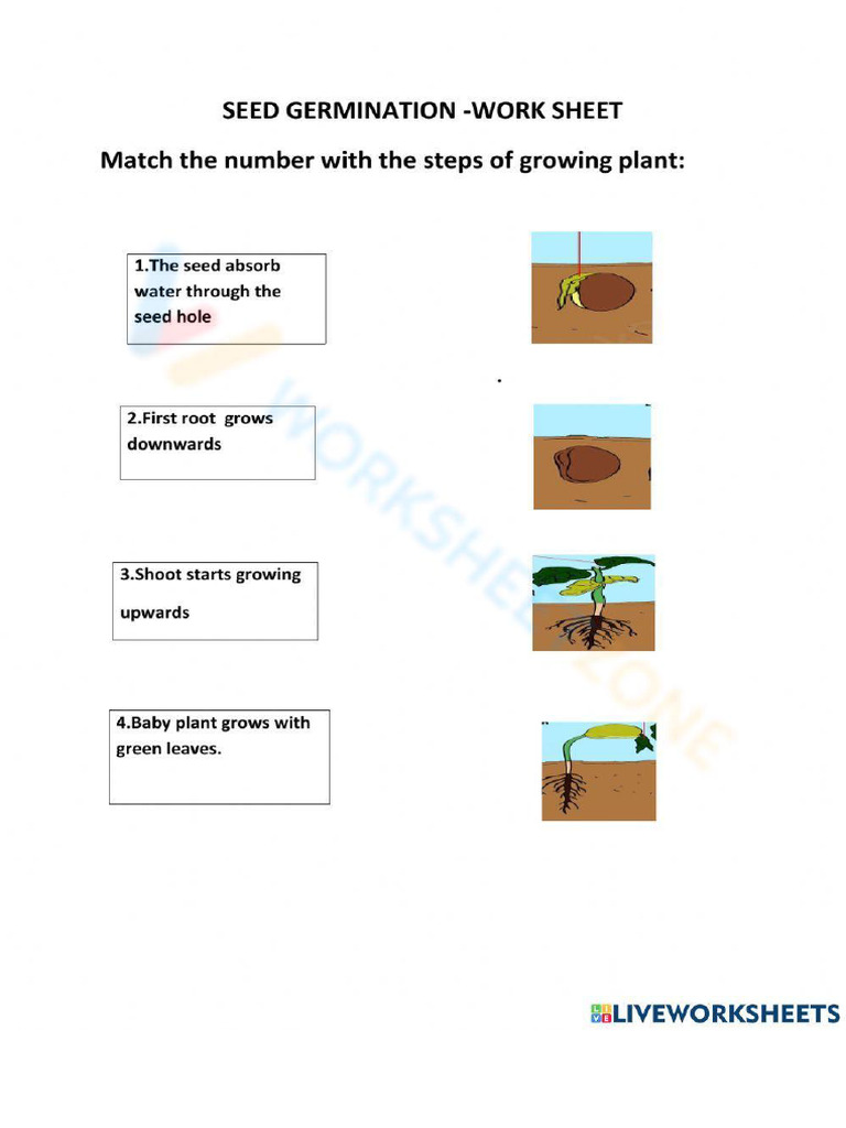 Seed Germination - Work Sheet | PDF