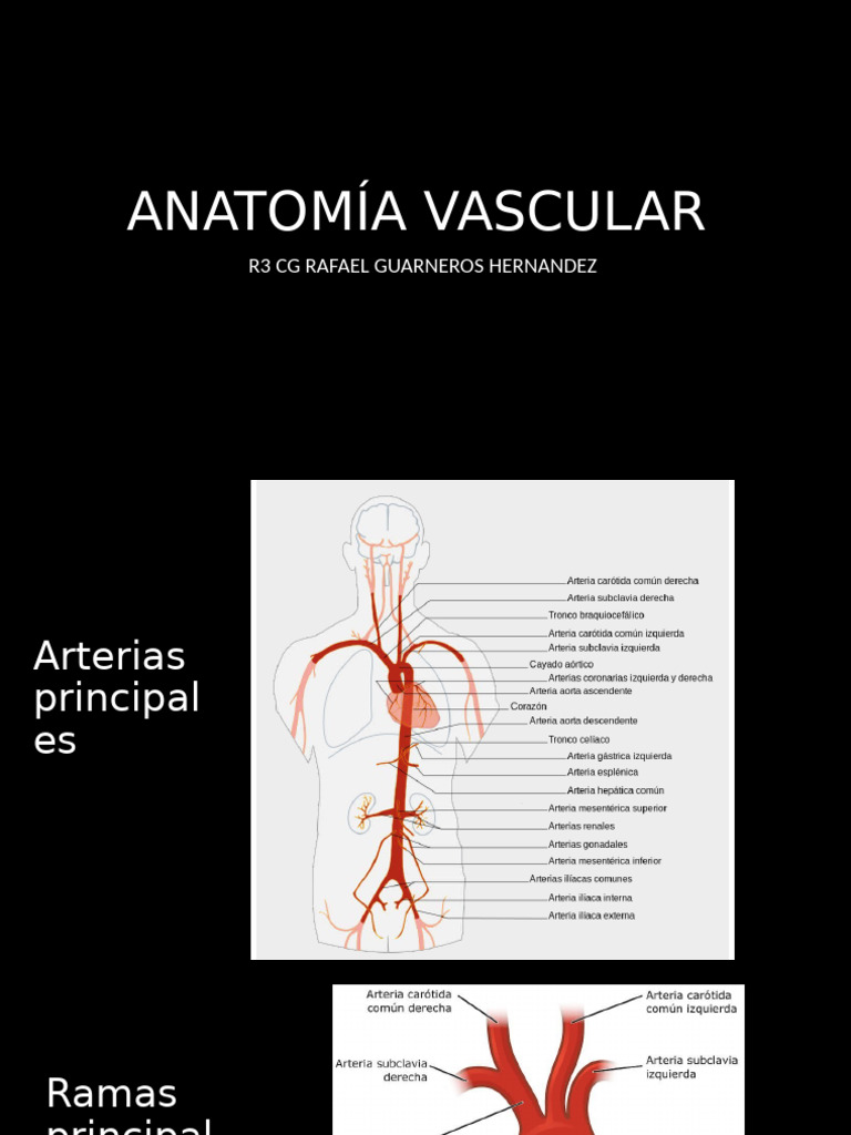 Anatomía Vascular | PDF | Aorta | Presión sanguínea