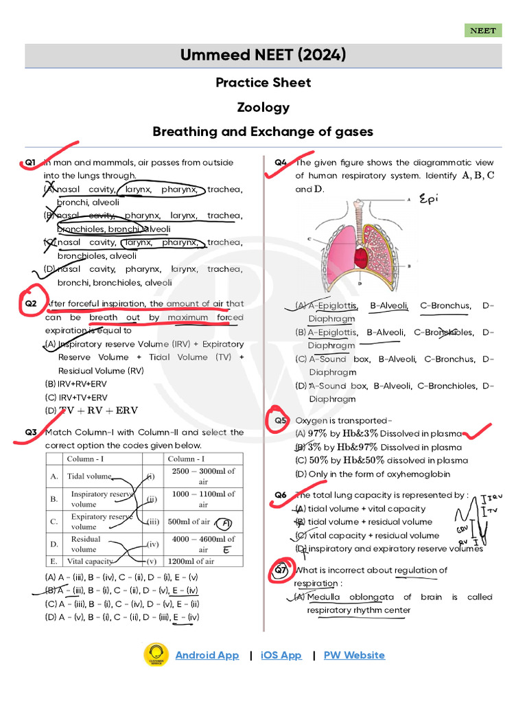 Breathing and Exchange of Gases - Practice Sheet. | PDF | Exhalation ...