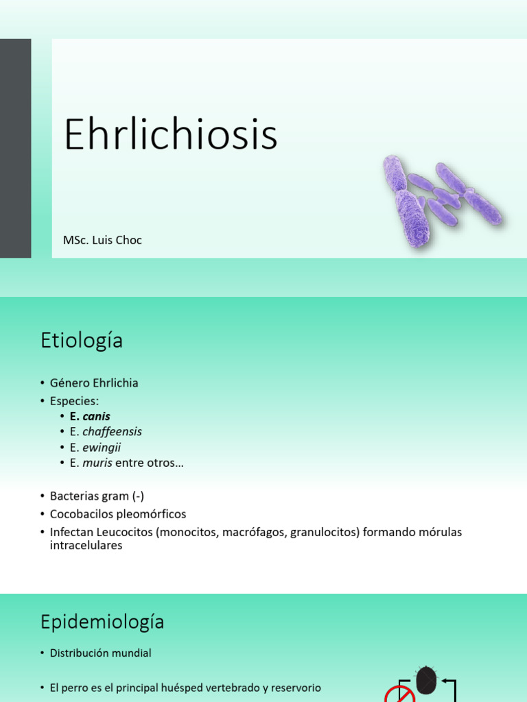 Ehrlichiosis: Causas, Síntomas y Tratamiento | PDF | Sistema inmune ...