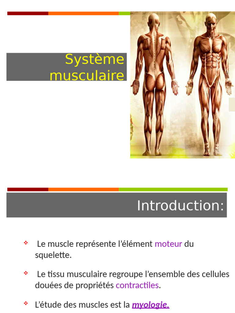 Système musculaire | PDF | Contraction du muscle | Pied