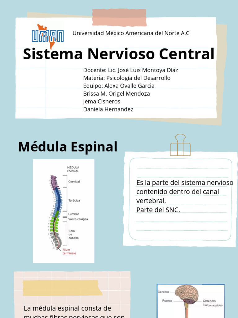 Médula espinal | PDF | Médula espinal | Nervio