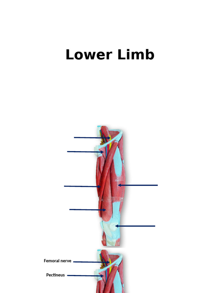 Lower Limb Model | PDF | Human Leg | Soft Tissue