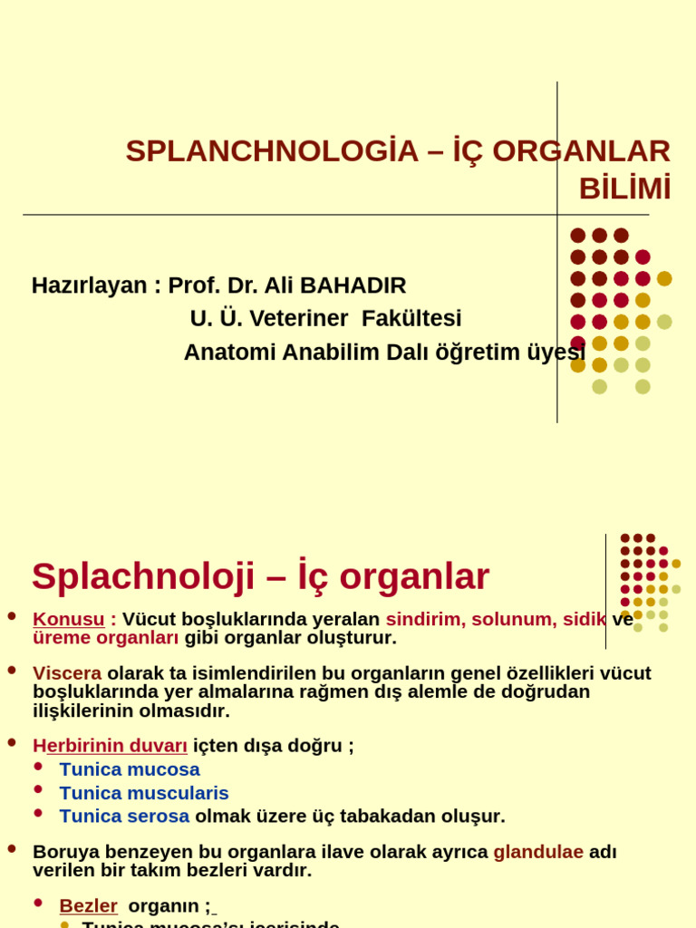 Anatomi - İç Organlar | PDF