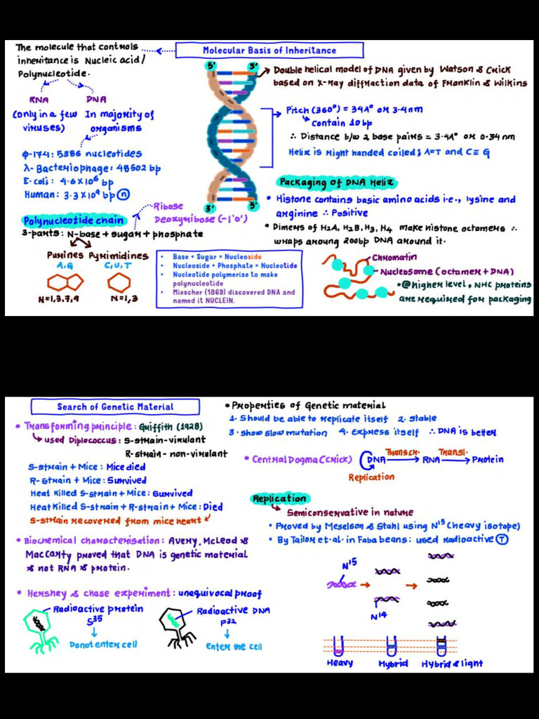 Molecular Basis of Inheritance Class Notes Lakshya NEET ...