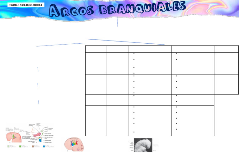 2.1 Arcos Branquiales - ANDREA CASTILLO GALLARDO | PDF | Laringe | Cabeza y cuello humanos