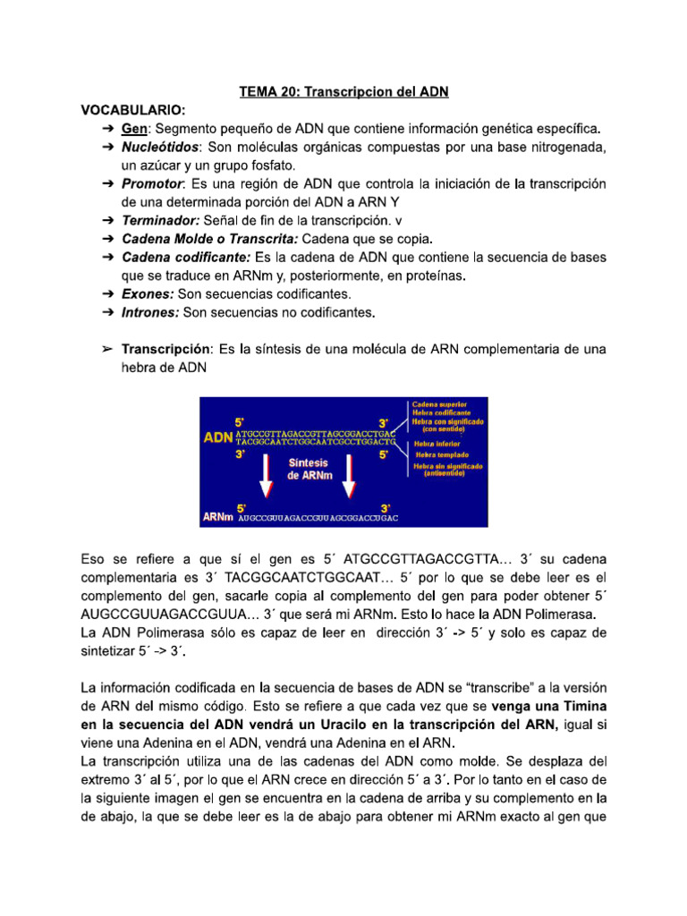 Transcripcion Del ADN | PDF