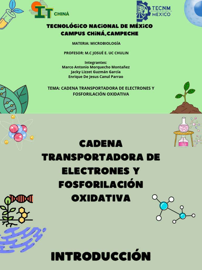 Cadena Transportadora de Electrones | PDF | Trifosfato de adenosina | Cadena de transporte de ...