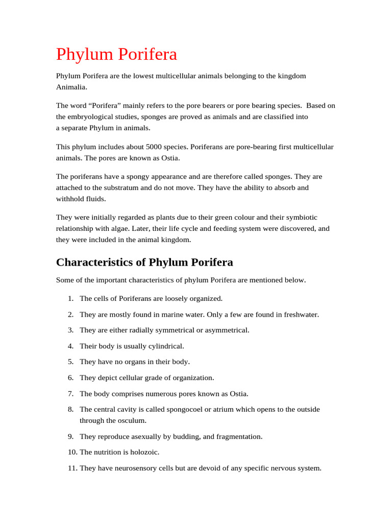 Phylum Porifera | PDF | Sponge | Zoology
