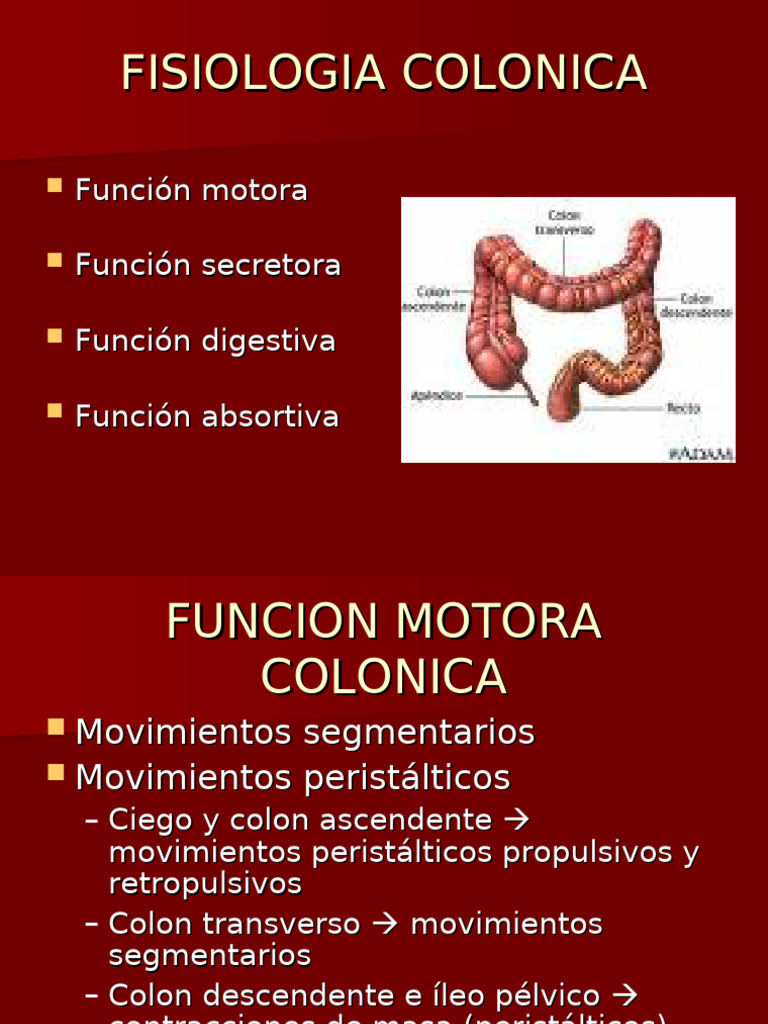 Fisiología del Colon | PDF