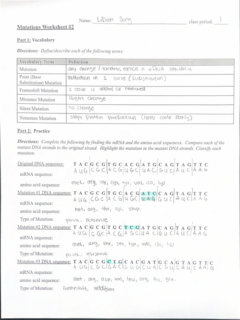Mutations Worksheet #2 | PDF