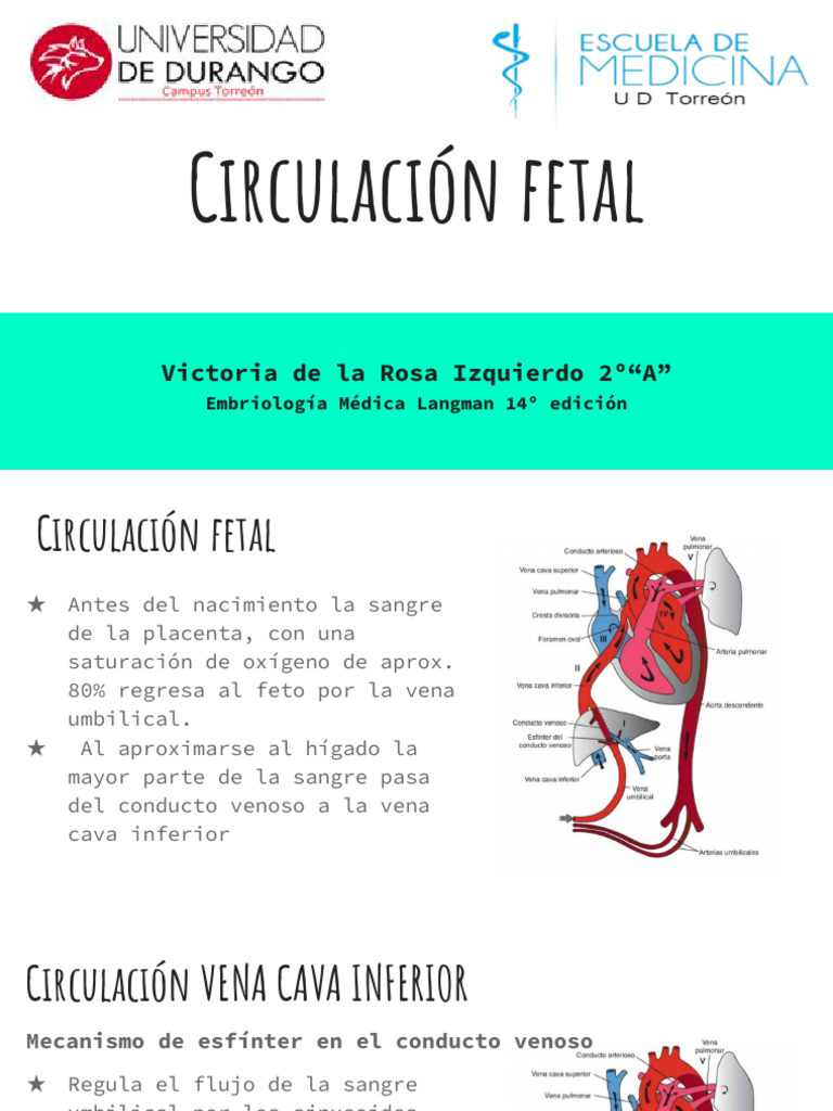 circulación fetal | PDF