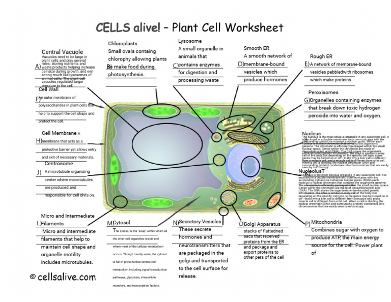 Spring '24 Cells Alive PlantCellModel - PDF Student | PDF | Cell ...