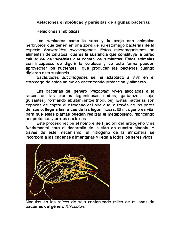 Relaciones-Simbioticas | PDF | Tuberculosis | Las bacterias