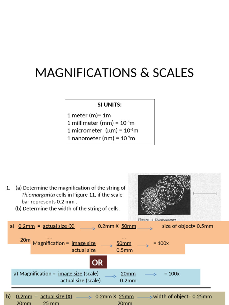 Magnification and Scales | PDF | Micrograph | Optics